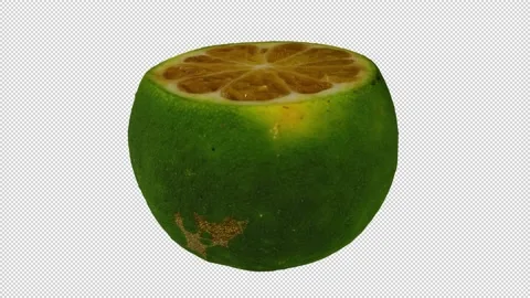 Rotating Cut Dalandan Orange on Transpar... | Stock Video | Pond5