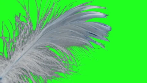 Rotating feather in green screen. feath... | Stock Video | Pond5
