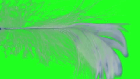 Rotating feather in green screen. feath... | Stock Video | Pond5