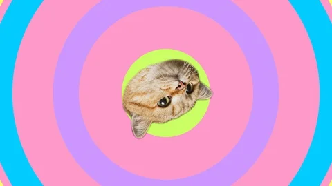 Rotating head cat on colourful backgroun... | Stock Video | Pond5