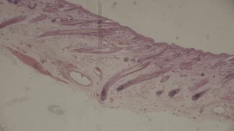 Skin Microscope Stock Videos – Royalty-Free HD & 4K Videos | Pond5