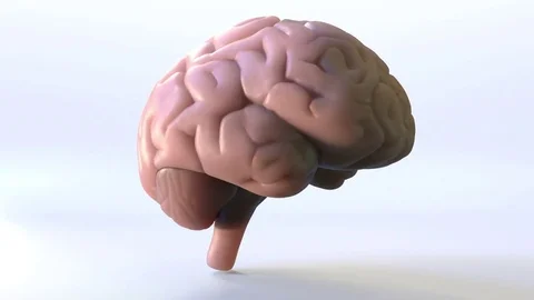 Rotating human brain loopable animation | Stock Video | Pond5