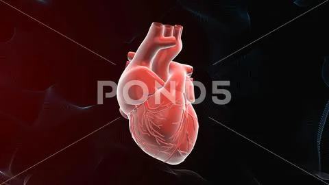 Rotating human heart medical background: Graphic #198161561