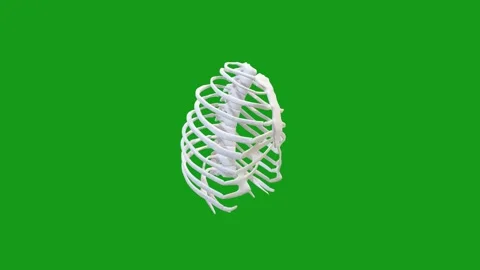 Rotating human rib cage motion graphics ... | Stock Video | Pond5