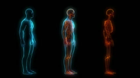 Rotating Male body scan with musculoskel... | Stock Video | Pond5