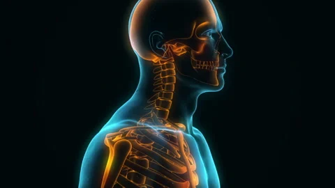 Musculoskeletal Injury Stock Footage ~ Royalty Free Stock Videos | Pond5