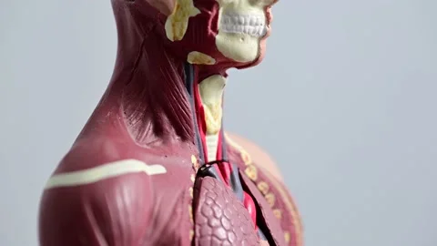 Neck Model Stock Video Footage | Royalty Free Neck Model Videos | Pond5