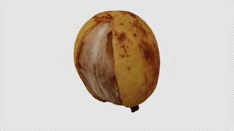 Lanzones Stock Video Footage | Royalty Free Lanzones Videos | Pond5