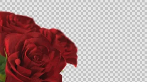 Rose 3D Stock Video Footage | Royalty Free Rose 3D Videos | Pond5
