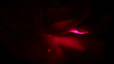 Rotating Rose Illuminated By Light. Loop... | Stock Video | Pond5