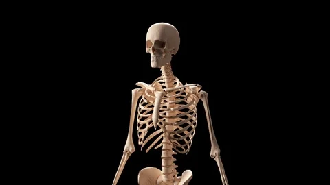 rotating skeleton render 3D | Stock Video | Pond5