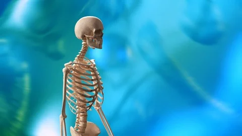 3D Rotate Skeleton Stock Footage ~ Royalty Free Stock Videos | Pond5