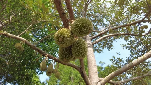 Rotating tracking view up the young duri... | Stock Video | Pond5