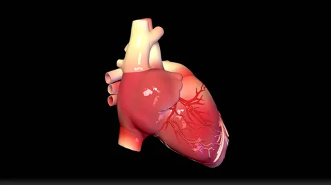 Heart Pumping Stock Footage ~ Royalty Free Stock Videos | Pond5
