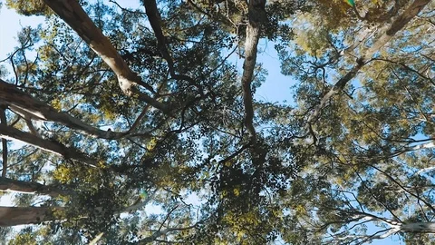 a rotating view of tall forest trees wit... | Stock Video | Pond5