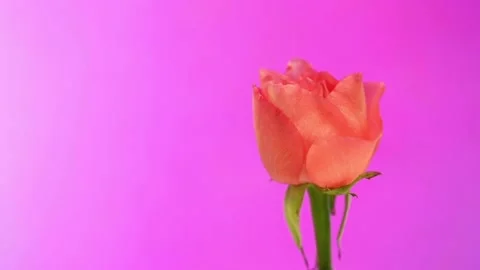 rotation of pink rose flower with pinky ... | Stock Video | Pond5