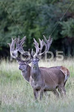 Photograph: Rothirsche mit Bastgeweihen Rothirsch der Bast und das ...