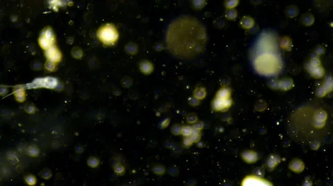 Zooplankton Stock Footage ~ Royalty Free Stock Videos | Pond5
