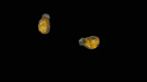 Rotifera Stock Footage ~ Royalty Free Stock Videos | Pond5