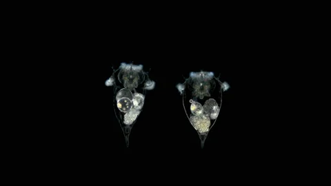 Rotifera Stock Footage ~ Royalty Free Stock Videos | Pond5