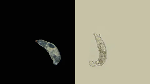 Oligochaetes Stock Footage ~ Royalty Free Stock Videos | Pond5