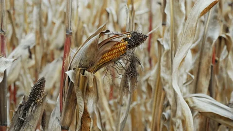 Infested Stock Video Footage | Royalty Free Infested Videos | Pond5