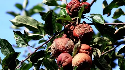 rotten apples on the tree, bad harvest | Stock Video | Pond5