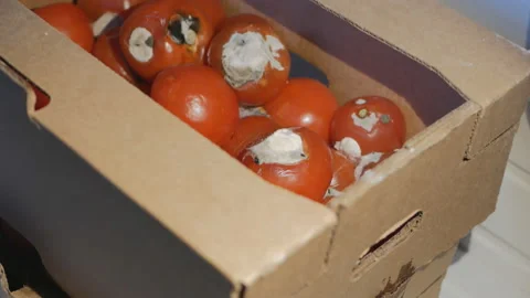 Rotten Tomatoes T Stock Videos – Royalty-Free HD & 4K Videos