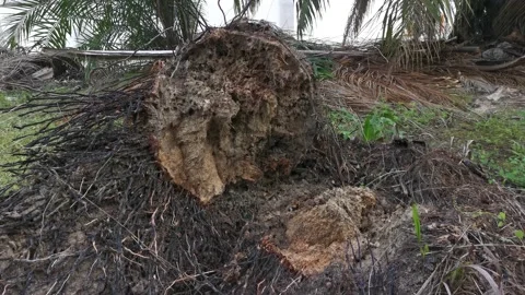 rotting oil palm tree | Stock Video | Pond5