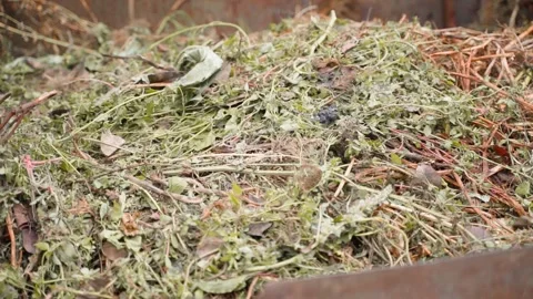 Rotting weeds on a compost heap. Plant c... | Stock Video | Pond5