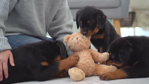 Rottweiler puppies biting teddy bear toy | Stock Video | Pond5