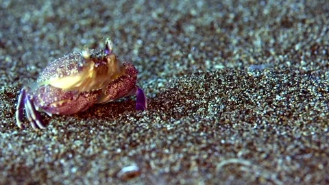 Rough box crab (Calappa gallus) on the s... | Stock Video | Pond5