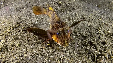 Rough-head sting fish feeding on plankto... | Stock Video | Pond5