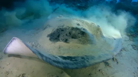 Round ribbontail ray, Taeniura meyeni sw... | Stock Video | Pond5