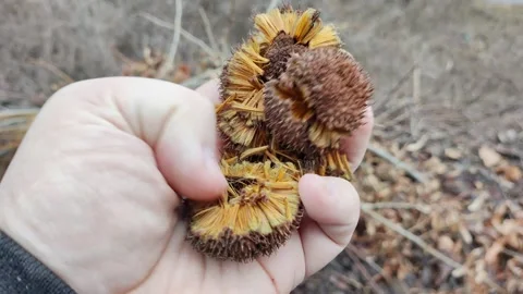 round tree seeds. unusual plant seeds. A... | Stock Video | Pond5