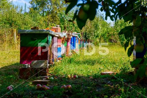 Row of beehives on the pasture, apiary, Bee farm with fly trajectory ...