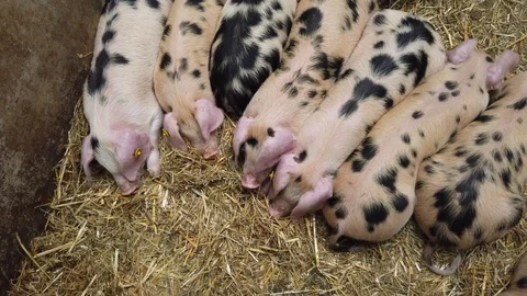 A row of cute piglets resting in a pig p... | Stock Video | Pond5