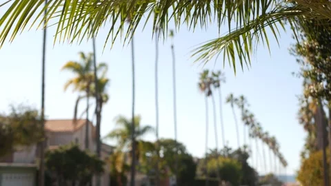 Palm Trees Beach Stock Videos – Royalty-Free HD & 4K Videos | Page 4