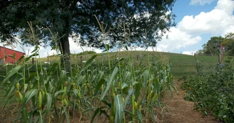 Rows on Corn on Farm, Barn in Background | Stock Video | Pond5