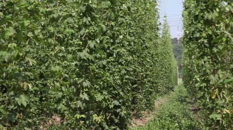 Rows of hop plant at field plantation fo... | Stock Video | Pond5