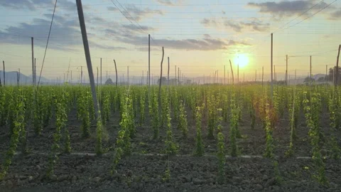 Rows Of Hops Growing On Plantation Field... | Stock Video | Pond5