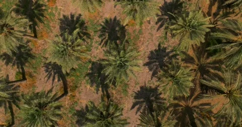 Rows of tall Date palm trees, top down v... | Stock Video | Pond5