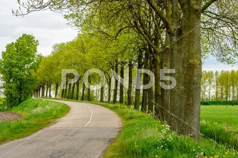 Rows of tall trees with budding young leaves in a rural landscape Stock ...