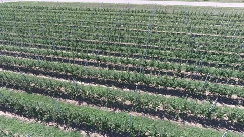 Rows of trees in the garden. Aerophotogr... | Stock Video | Pond5