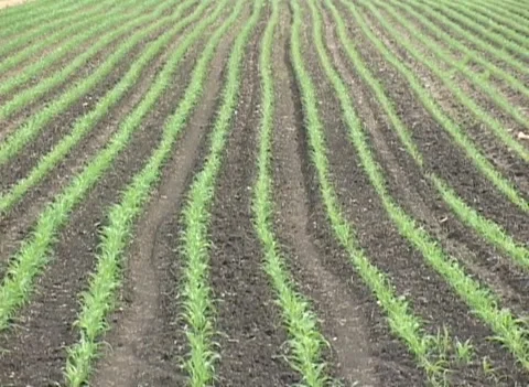 rows of young Corn plants tilt up to Win... | Stock Video | Pond5