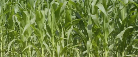 Rows of Zea mays plants 4K cinemascope f... | Stock Video | Pond5