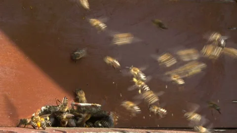 Roy of bees flies into a beehive | Stock Video | Pond5
