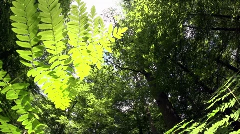 royal fern in a german forest | Stock Video | Pond5