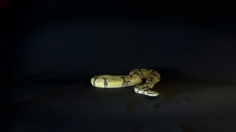 Royal Ball Stock Footage ~ Royalty Free Stock Videos | Pond5