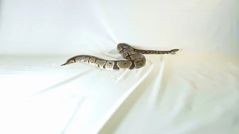 Royal Ball Stock Footage ~ Royalty Free Stock Videos | Pond5